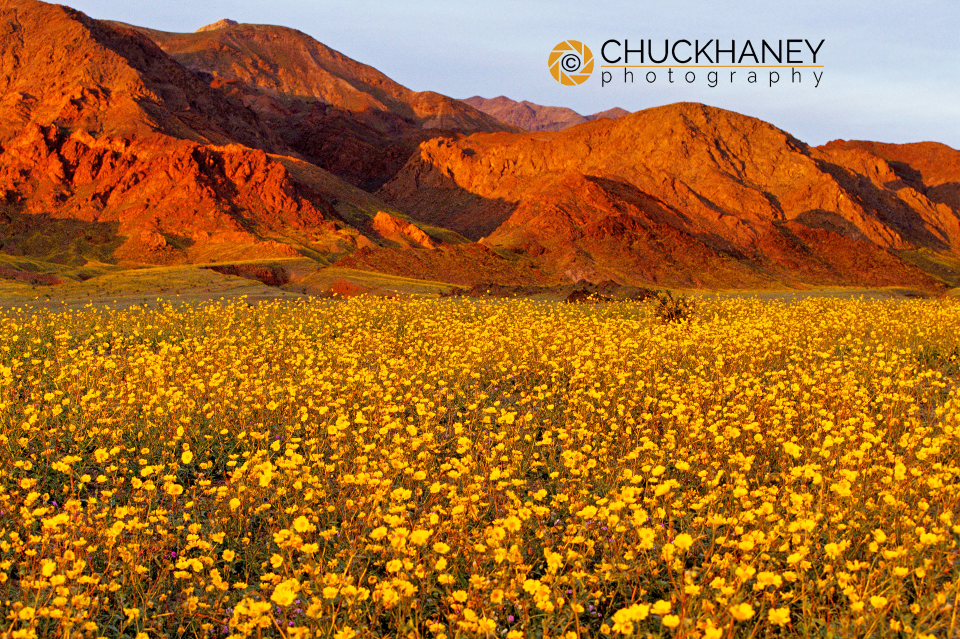 ©Chuck Haney – Vast Field of Desert Gold Wildflowers | Chuck Haney ...