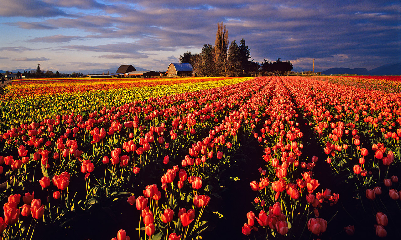 Commercial Tulip Field ©Chuck Haney | Chuck Haney Photography