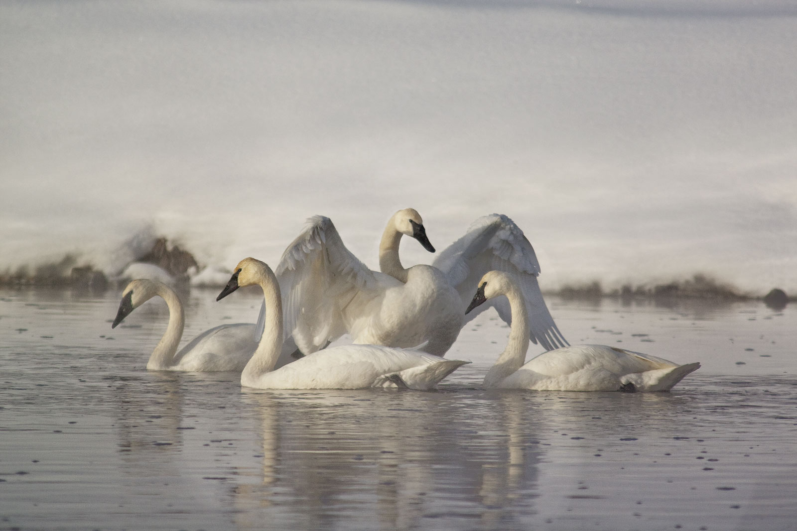Trumpeter Swans | Chuck Haney Photography