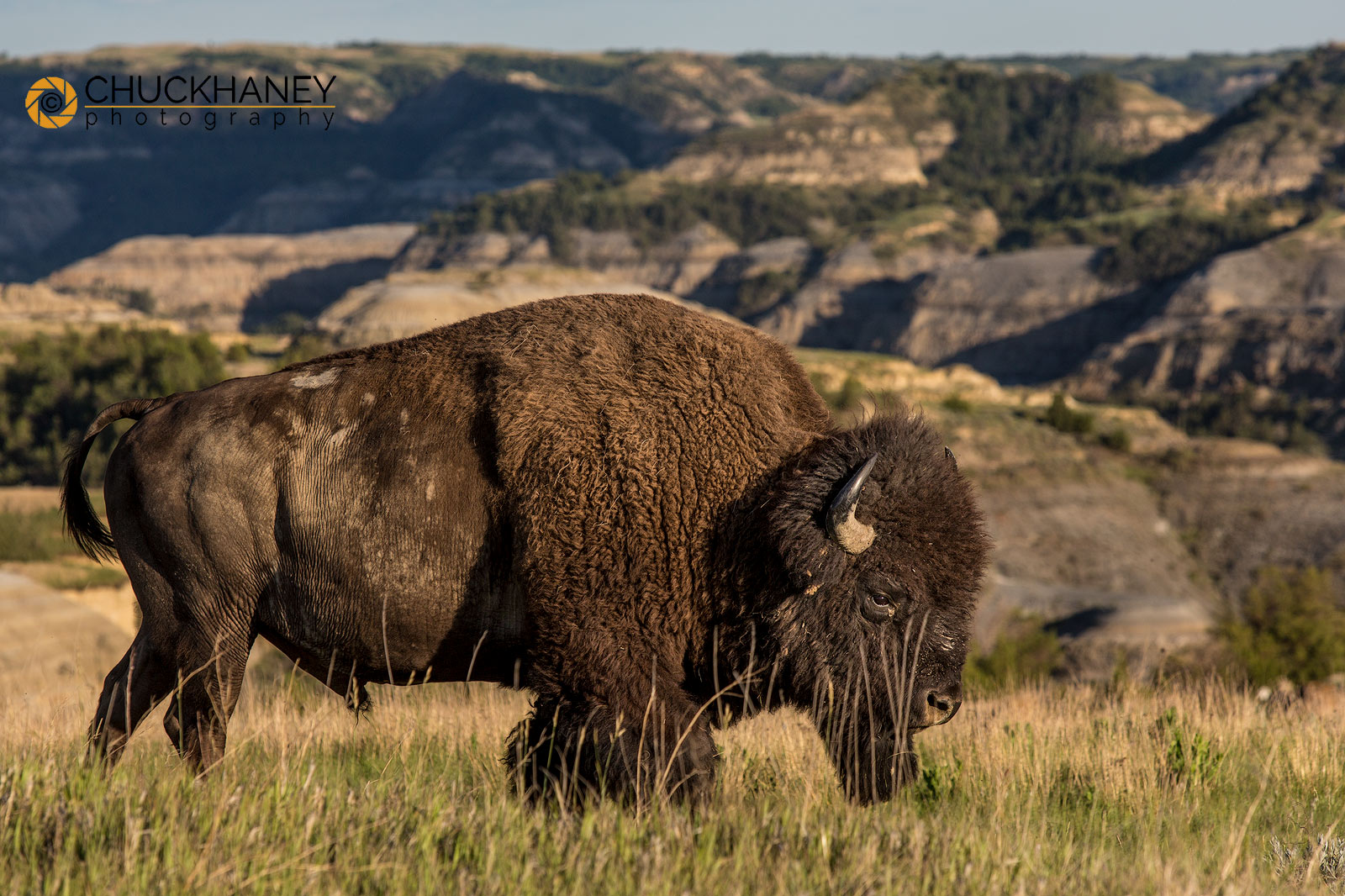 What Animals Live In Theodore Roosevelt National Park at Giuseppe ...
