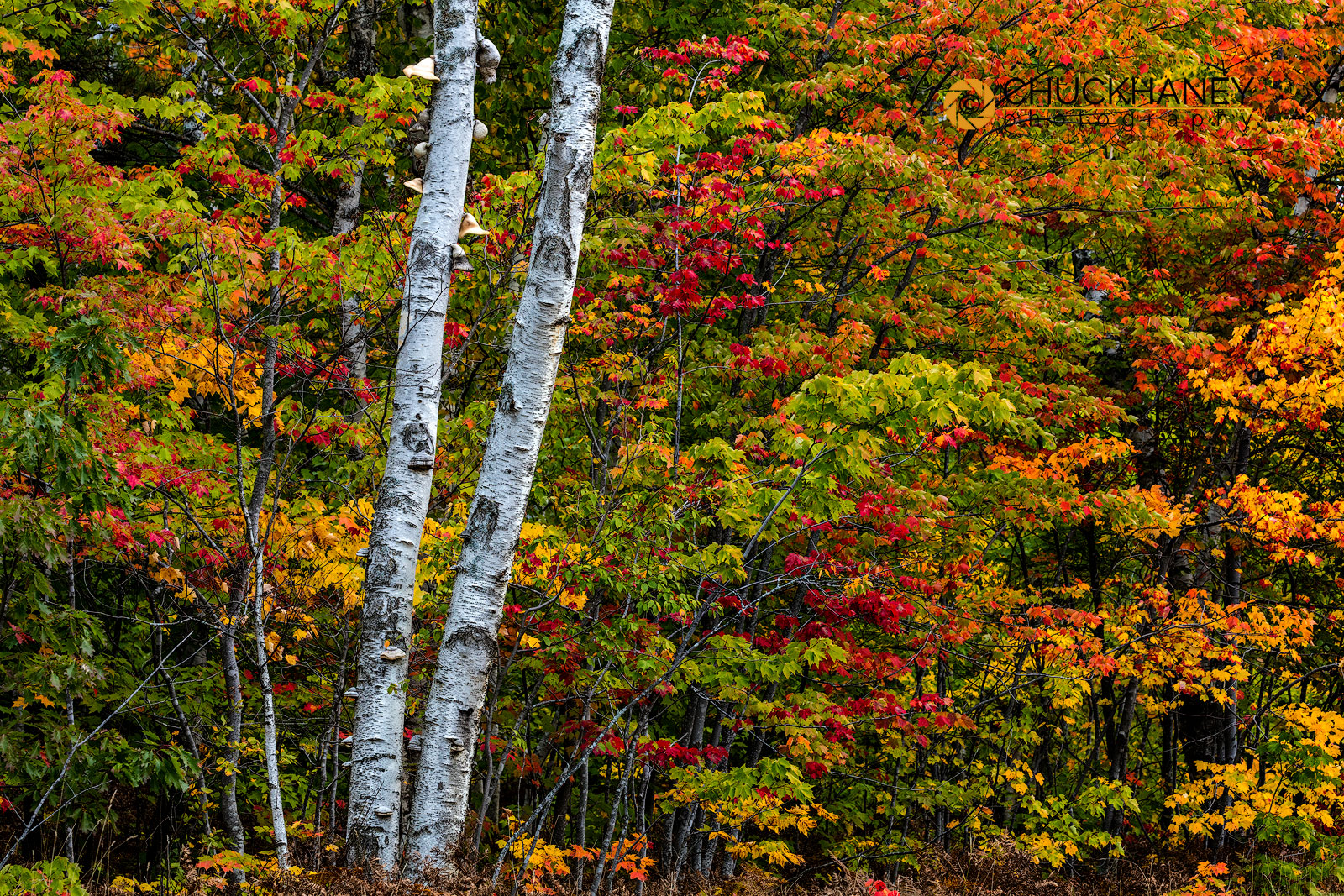 Michigan Photography Tour and Workshop - Chuck Haney Outdoor Photography