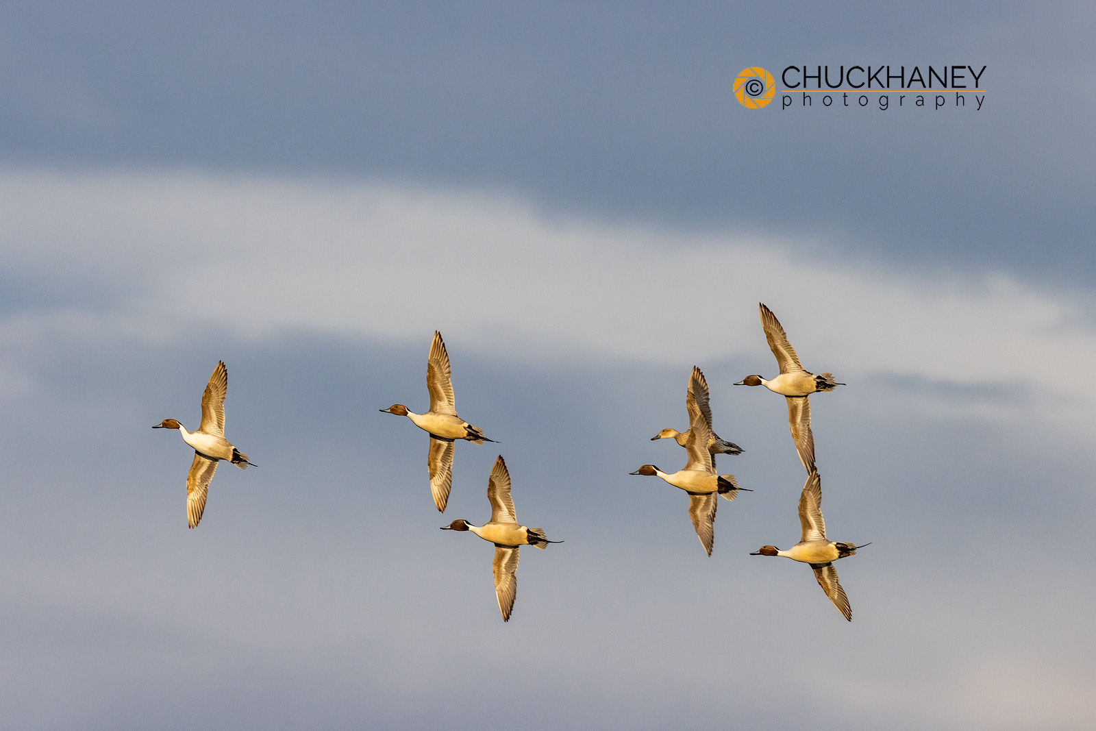 Freezeout Spring Bird Migration - Chuck Haney Photography