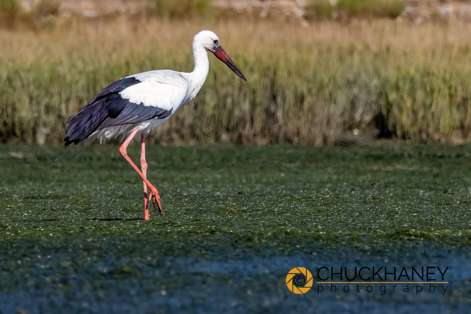 White Stork in Faro, Portugal | Chuck Haney Photography