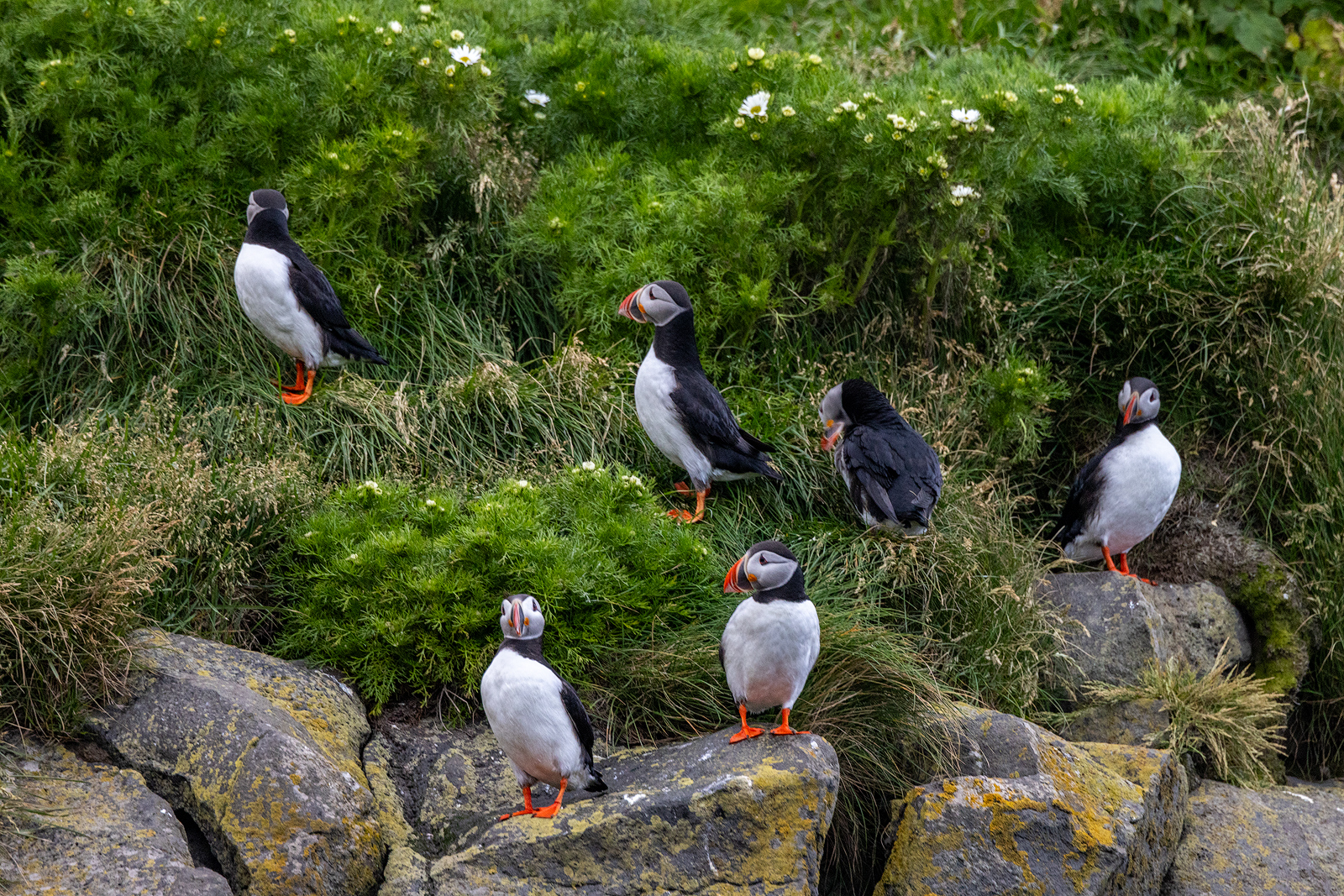 Atlantic Puffins near Vik in Iceland | Chuck Haney Photography