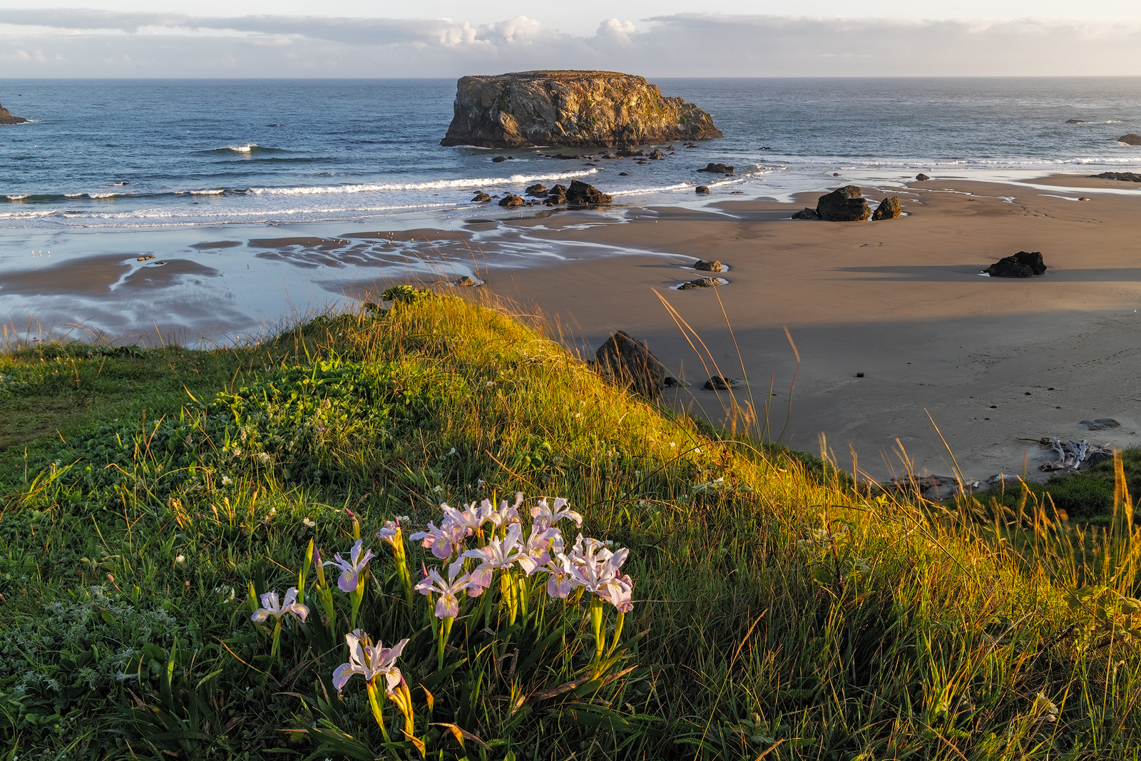 Wild Iris with Table Rock at Bandon, Oregon, USA | Chuck Haney Photography