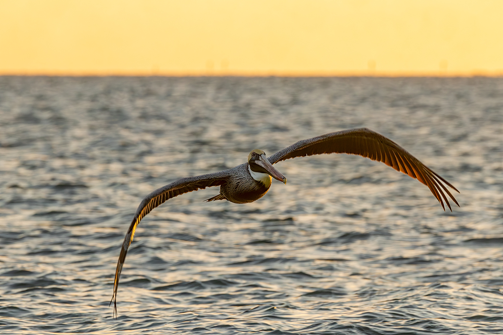 Brown-Pelican_009-copy | Chuck Haney Photography