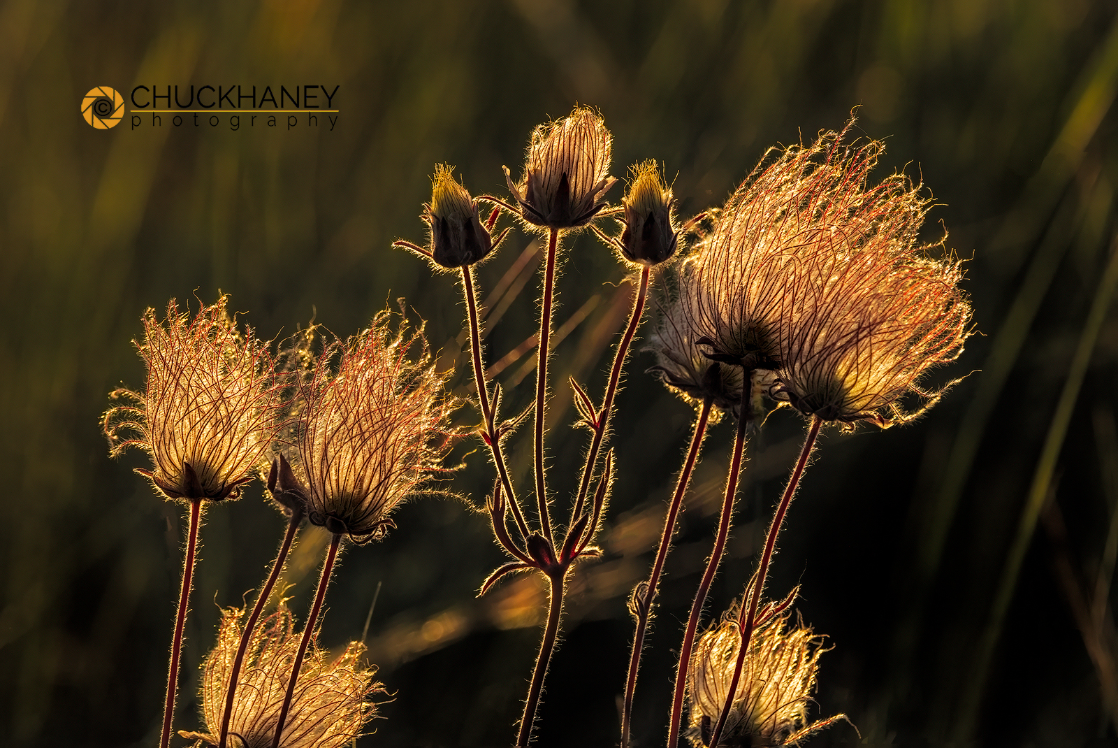 Prairie-Smoke-Backlit_009-copy | Chuck Haney Photography