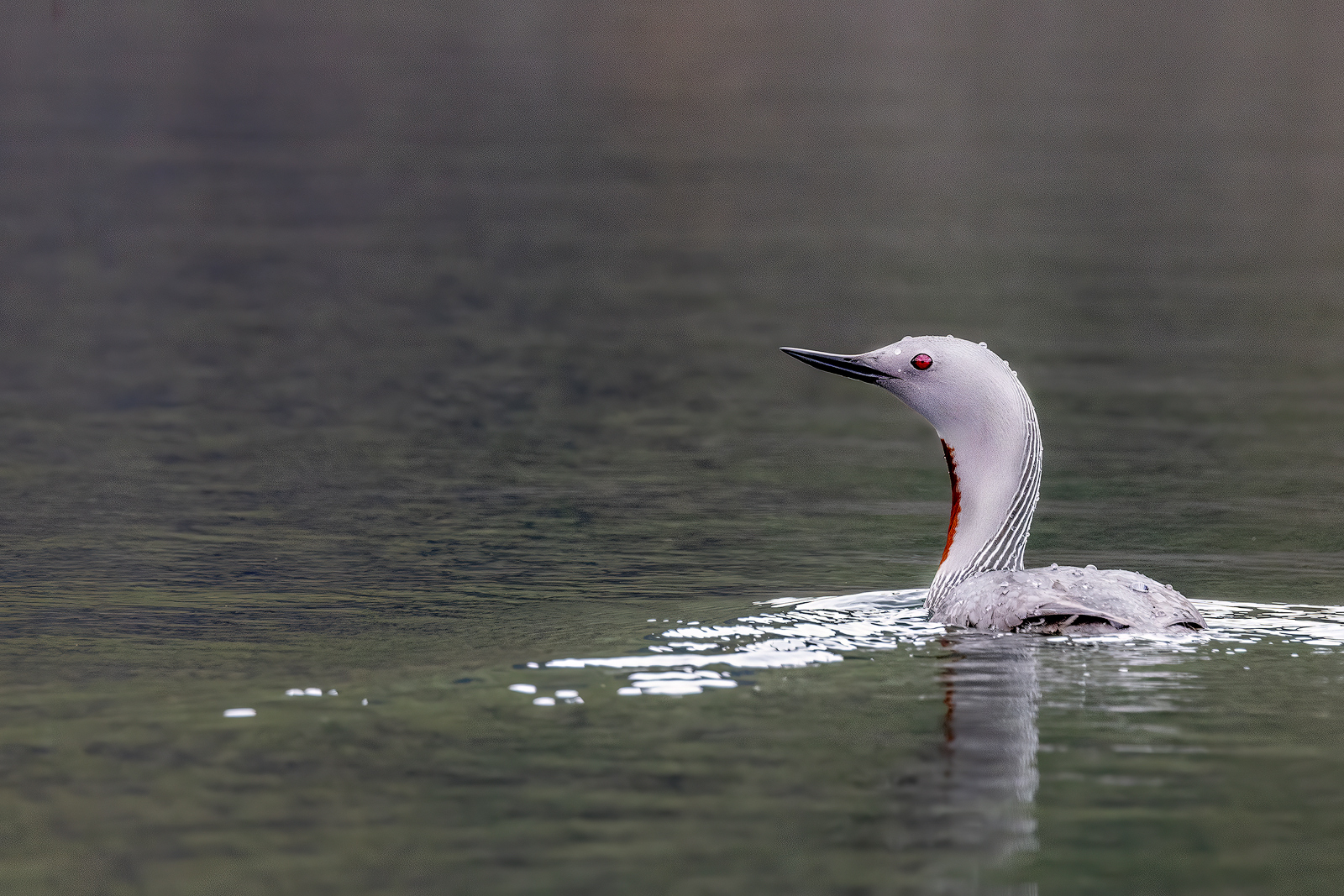 Red Throated Loon in Iceland | Chuck Haney Photography