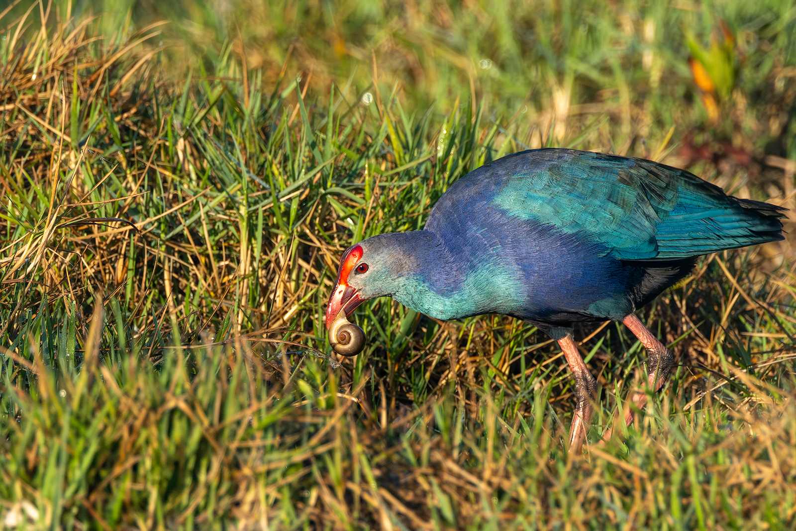 Western-Swamphen_001-copy | Chuck Haney Photography